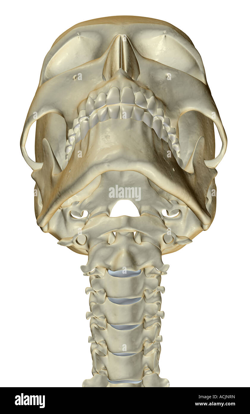 Neck Bones Stockfotos und -bilder Kaufen - Alamy