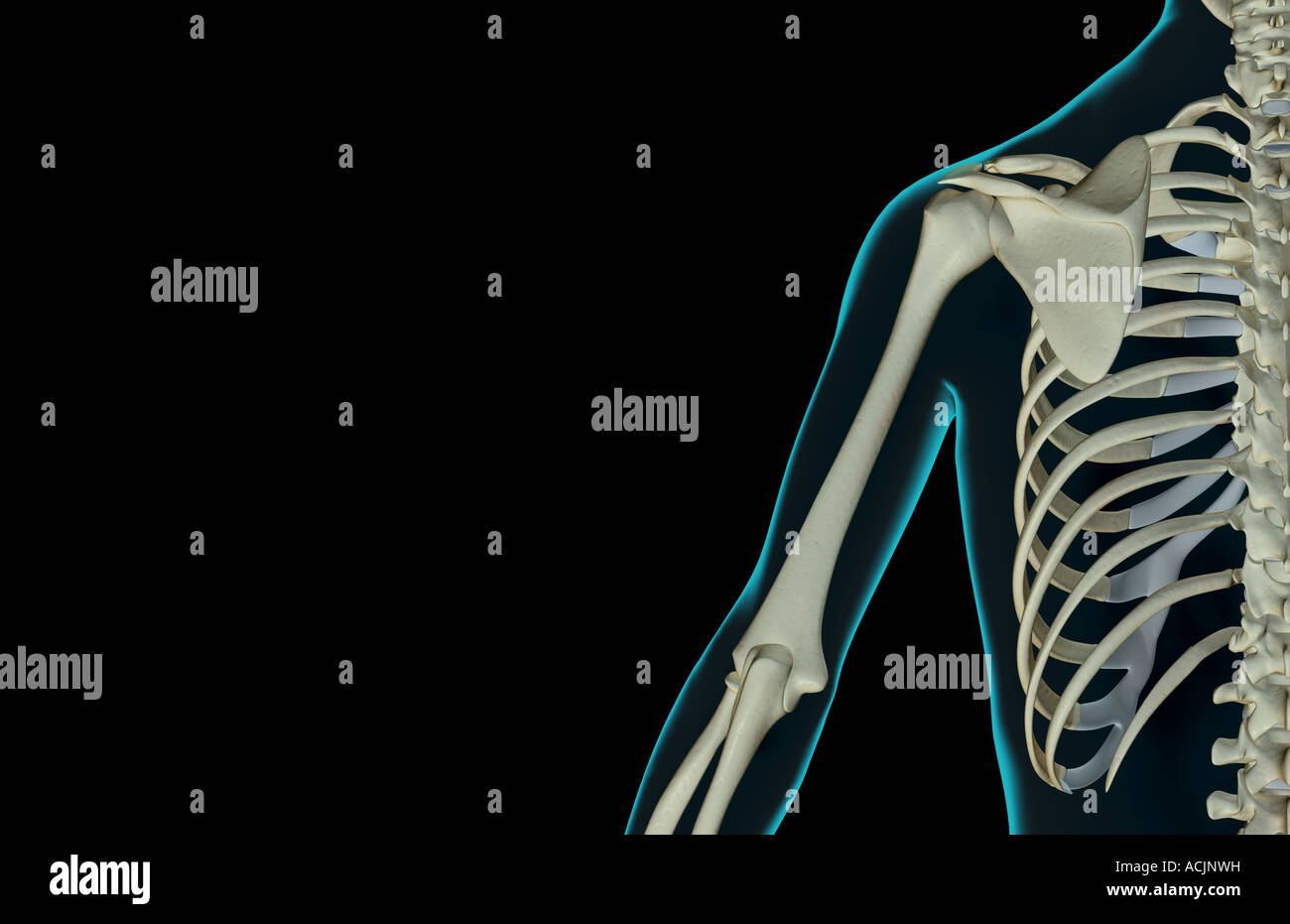 Die Knochen der Schulter und Oberarm Stockfotografie - Alamy