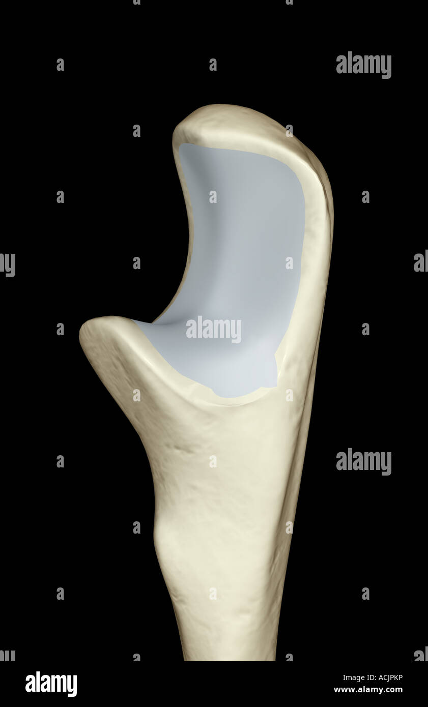 Ulna anatomie -Fotos und -Bildmaterial in hoher Auflösung - Seite 6 - Alamy