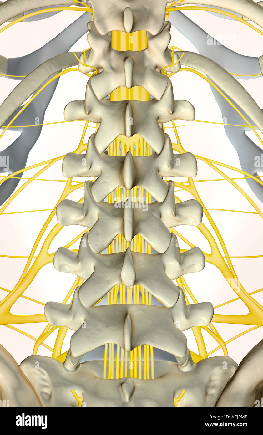 Anatomia equina -Fotos und -Bildmaterial in hoher Auflösung – Alamy