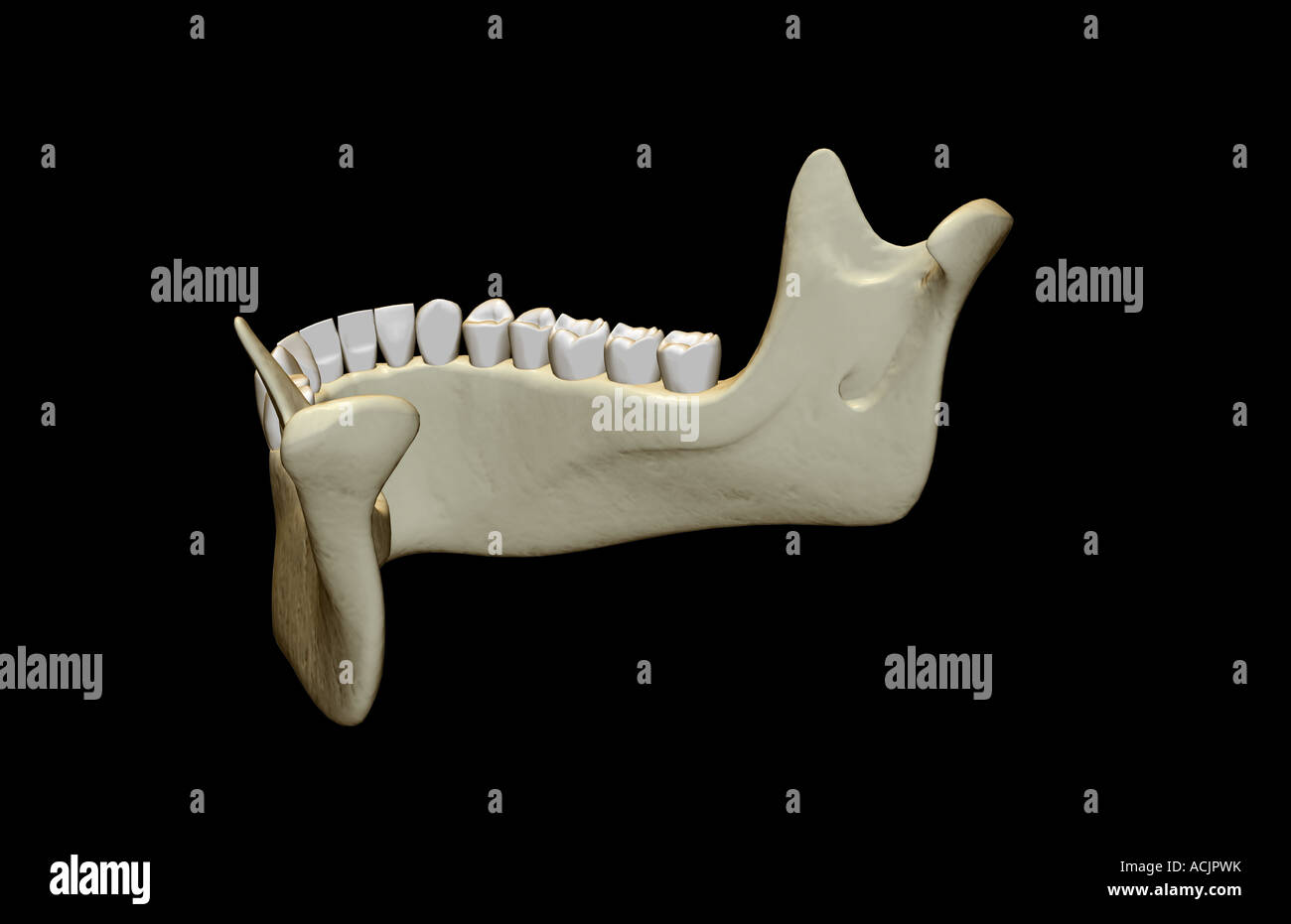 Coronoid Prozess Stockfotos und -bilder Kaufen - Alamy