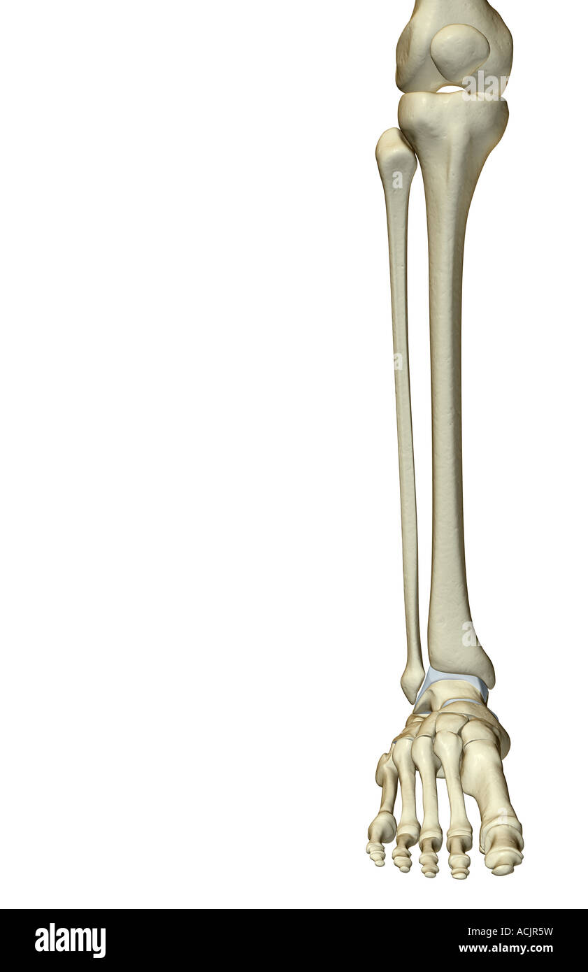 Die Knochen des Beines Stockfotografie - Alamy