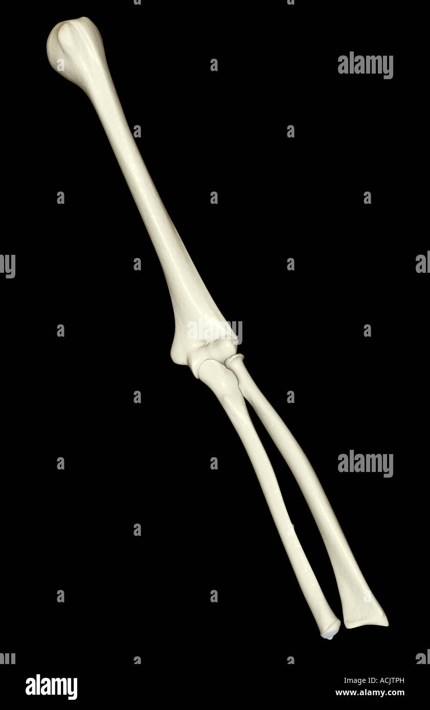 Knochen des armes -Fotos und -Bildmaterial in hoher Auflösung – Alamy