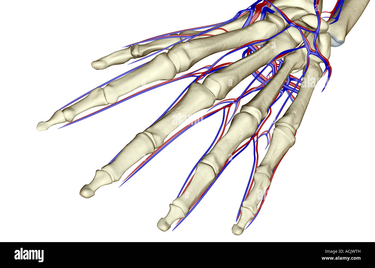 Back Of Hand Vein Stockfotos und -bilder Kaufen - Alamy