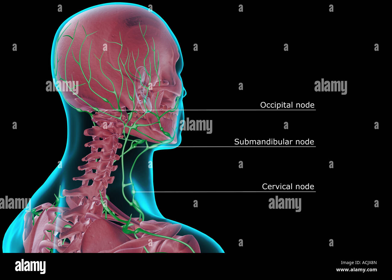 Linfonodo Cervical O Que Pode Causar Aumento Dos Linfonodos Cervicais?