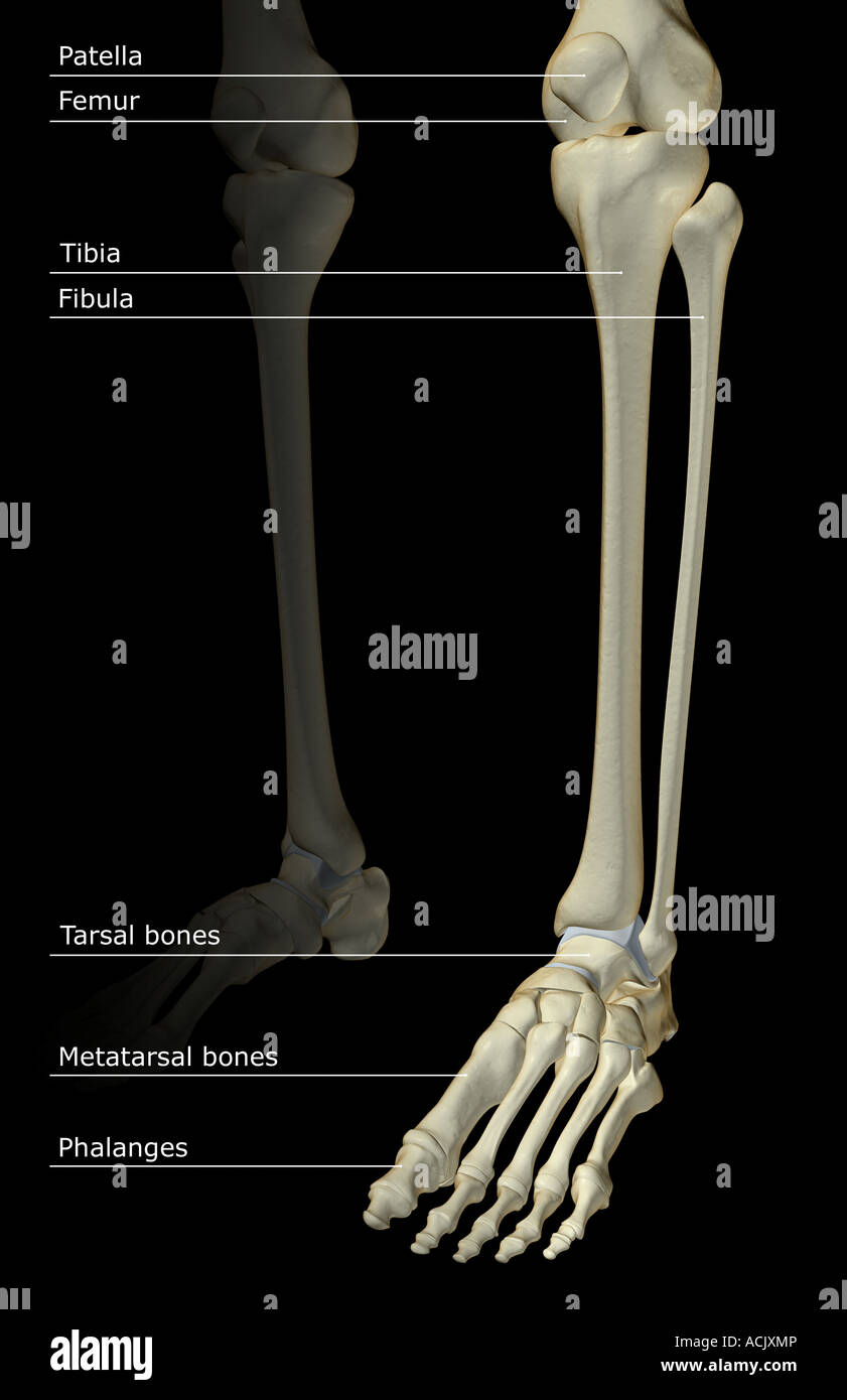 Bein der knochen -Fotos und -Bildmaterial in hoher Auflösung – Alamy
