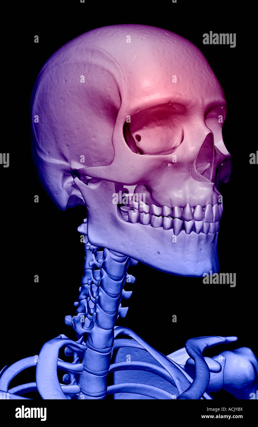 Three quarter view anatomy face neck -Fotos und -Bildmaterial in hoher ...