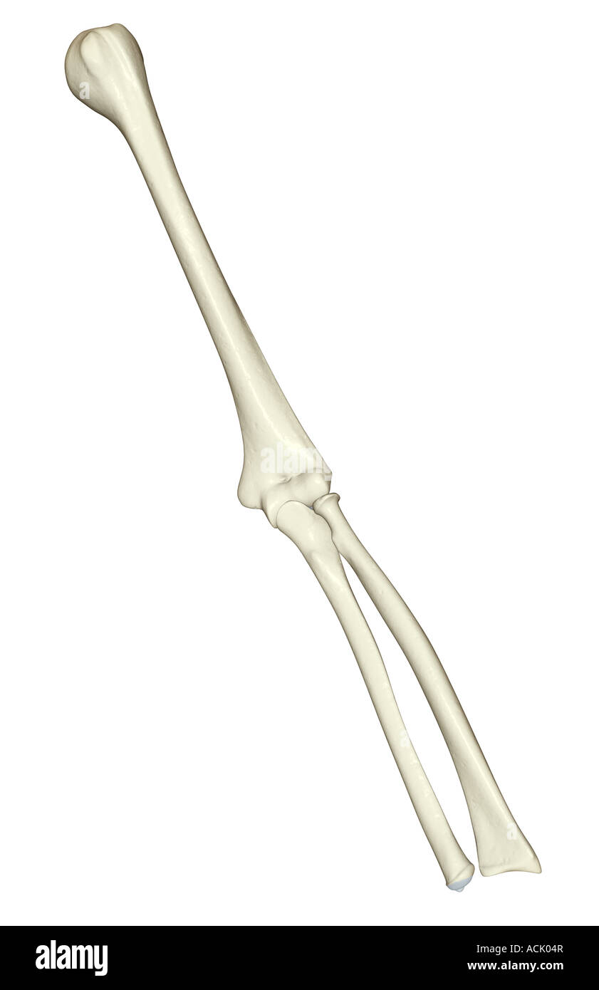 Knochen des armes -Fotos und -Bildmaterial in hoher Auflösung – Alamy