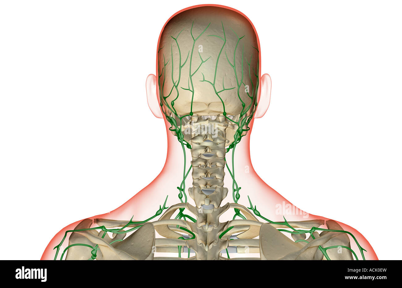 Cervical Lymph Nodes Stockfotos & Cervical Lymph Nodes Bilder - Alamy