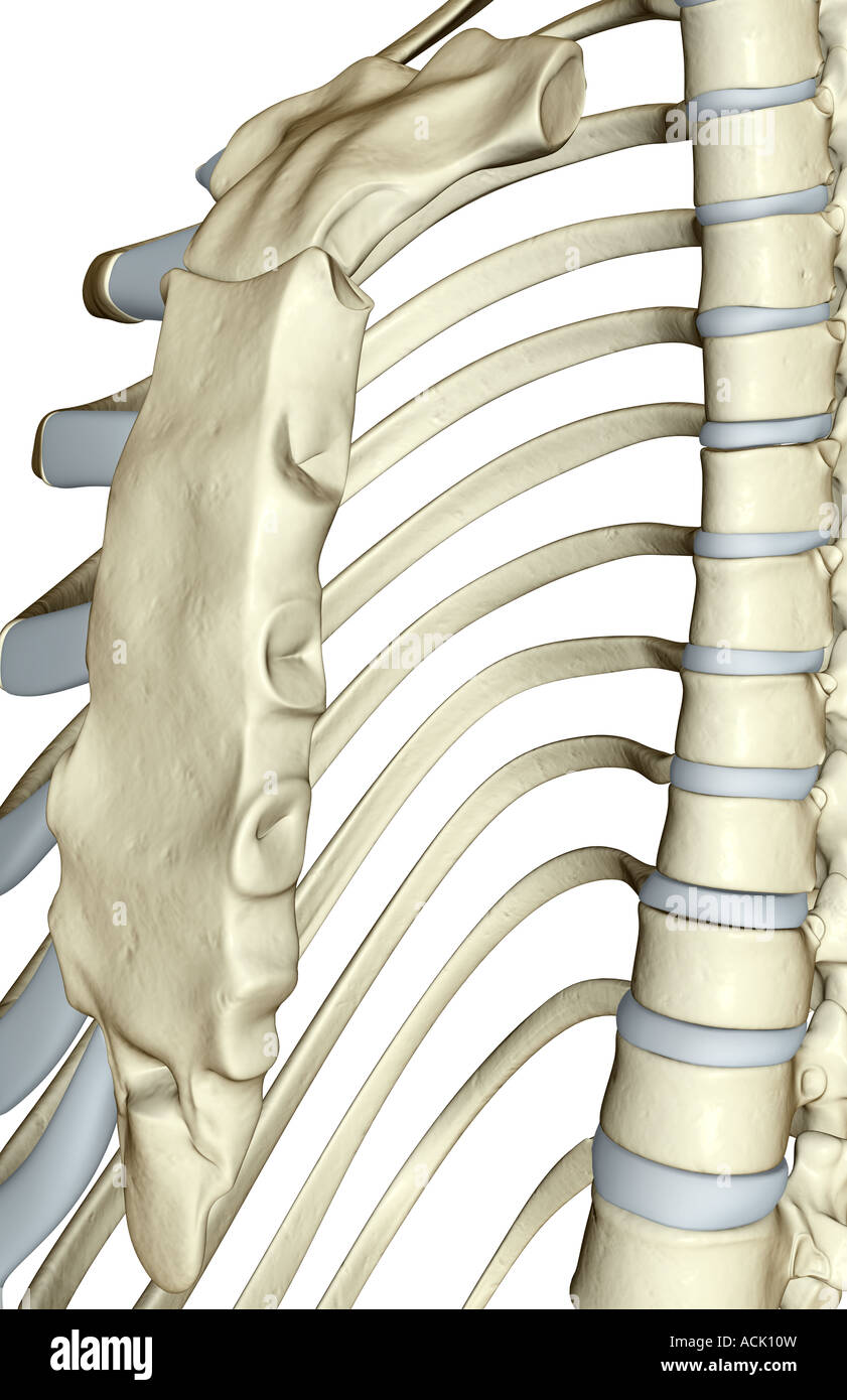 Xiphoid process -Fotos und -Bildmaterial in hoher Auflösung – Alamy
