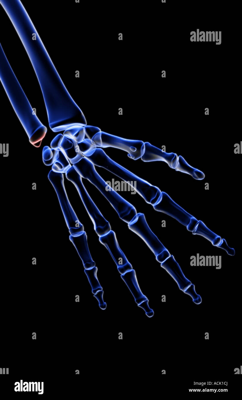 Scaphoid hand skeleton -Fotos und -Bildmaterial in hoher Auflösung ...