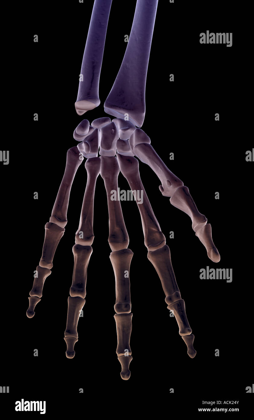 Scaphoid hand skeleton -Fotos und -Bildmaterial in hoher Auflösung ...