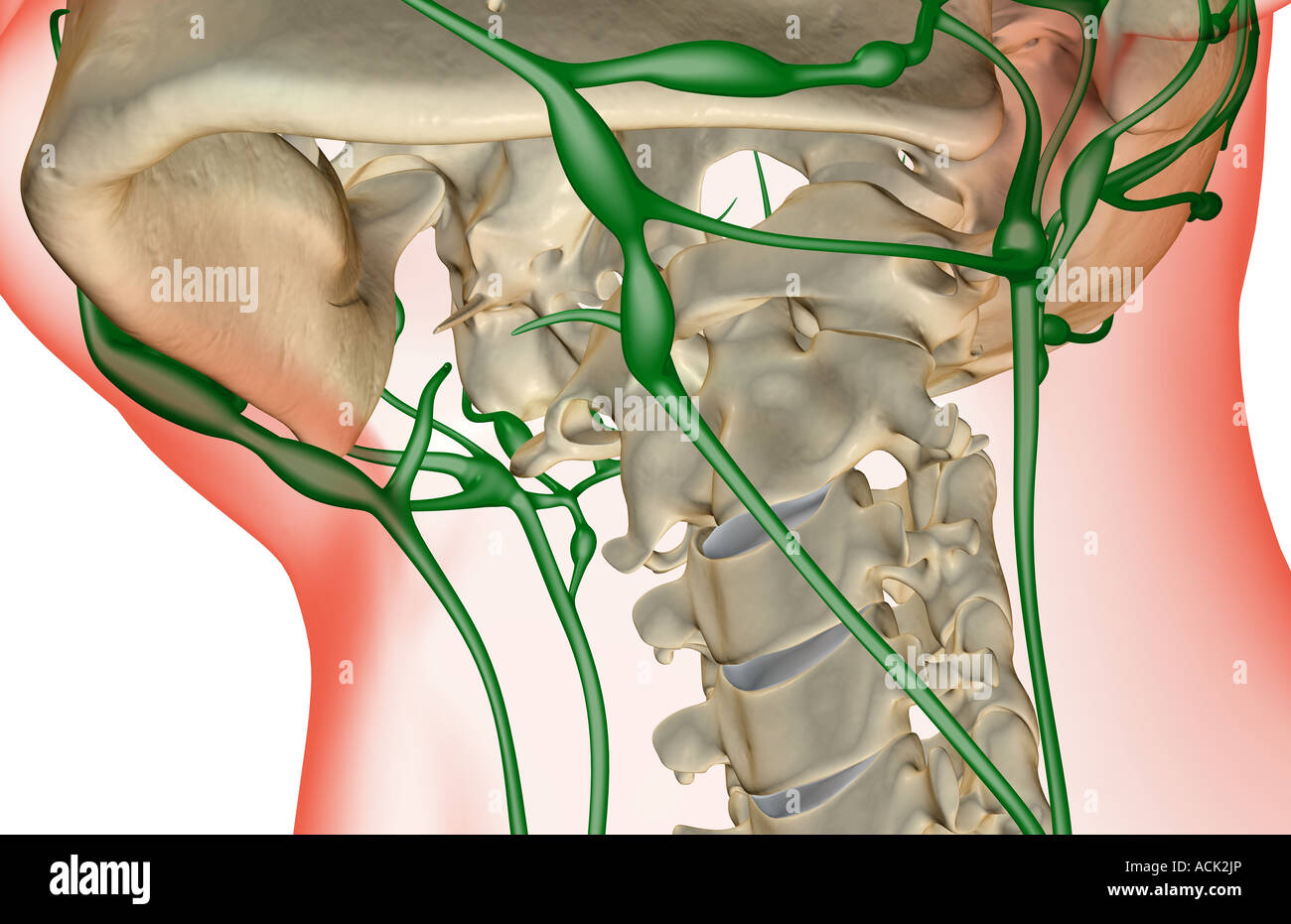 Cervical lymph nodes -Fotos und -Bildmaterial in hoher Auflösung ...