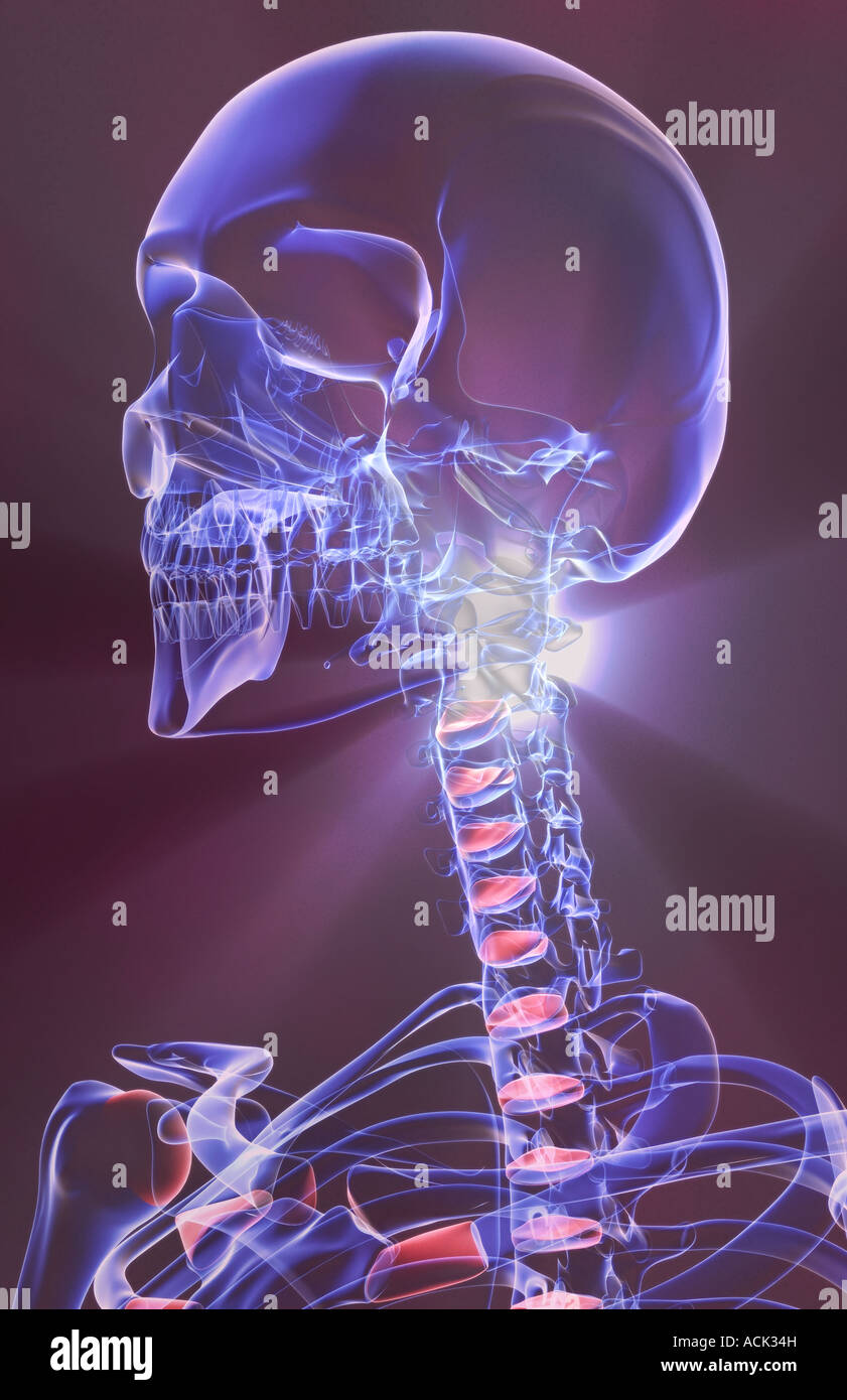 Hals gesicht anatomie -Fotos und -Bildmaterial in hoher Auflösung ...