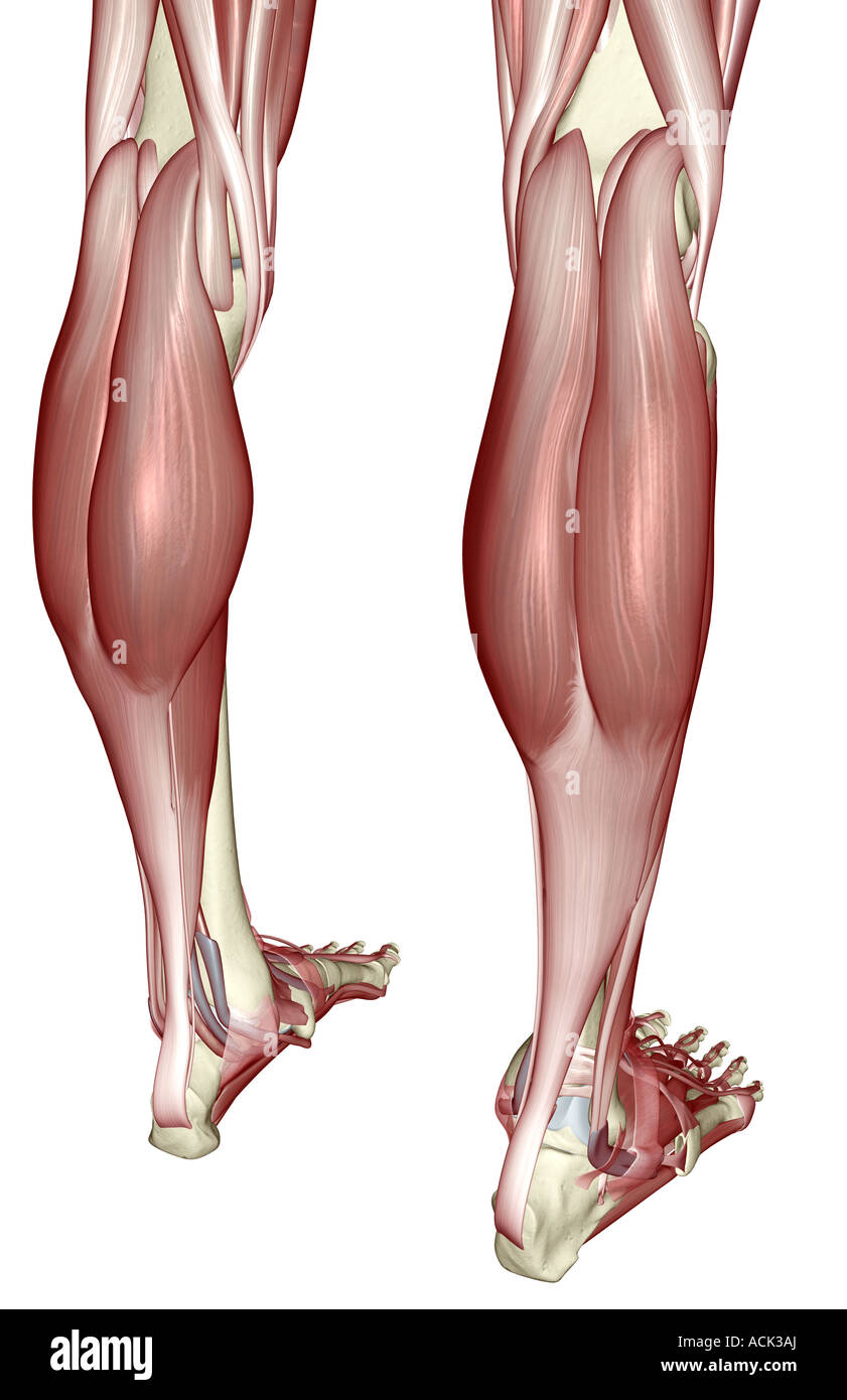Die Muskeln der Beine Stockfotografie - Alamy