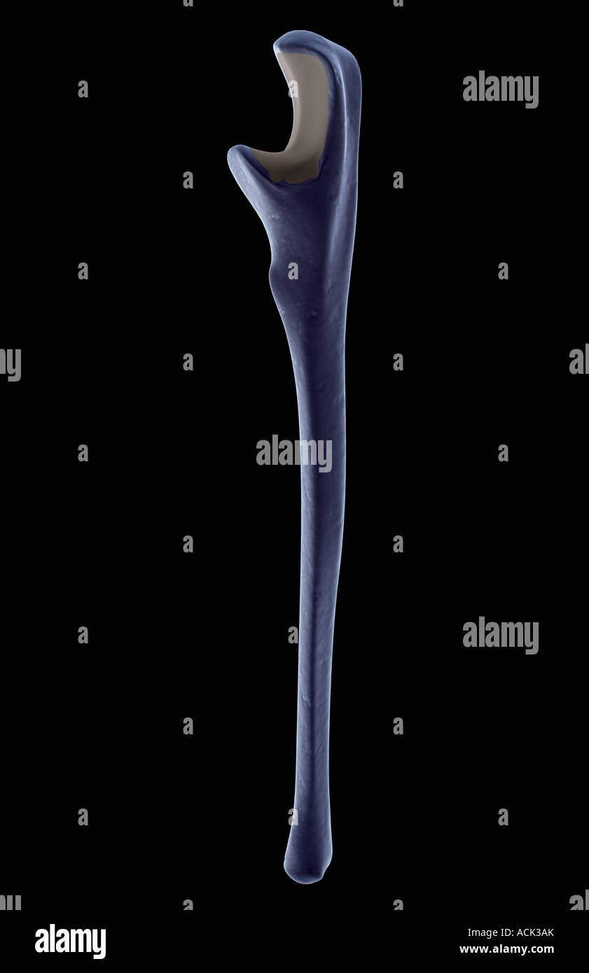 Ulna anatomie -Fotos und -Bildmaterial in hoher Auflösung - Seite 4 - Alamy
