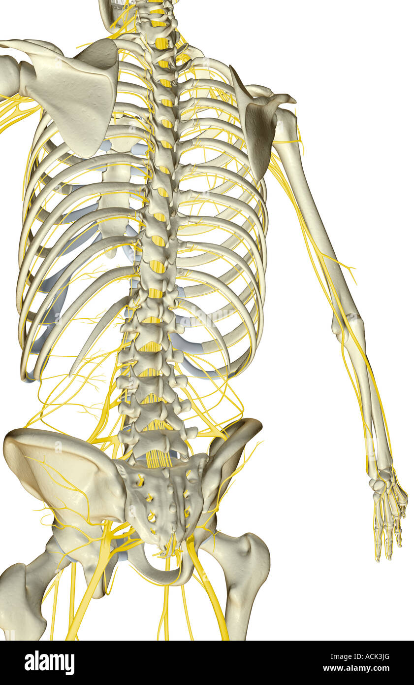 Plexus Lumbalis Stockfotos & Plexus Lumbalis Bilder - Alamy