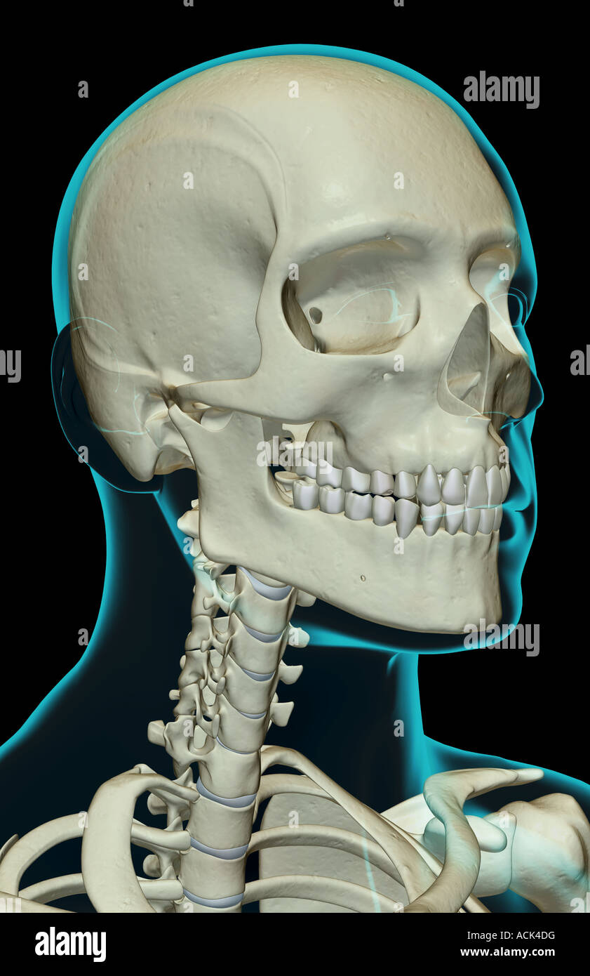 Three quarter view anatomy face neck -Fotos und -Bildmaterial in hoher ...