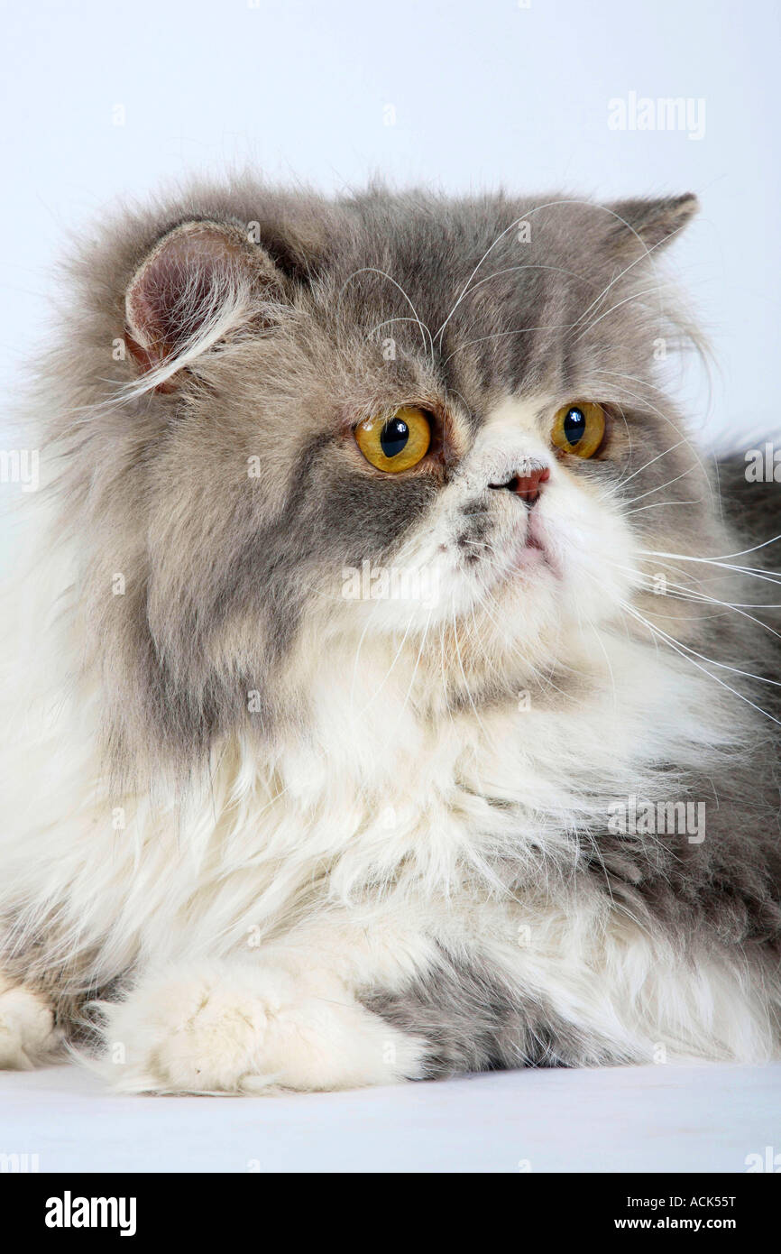 Persische Katze Kater Stockfotografie - Alamy