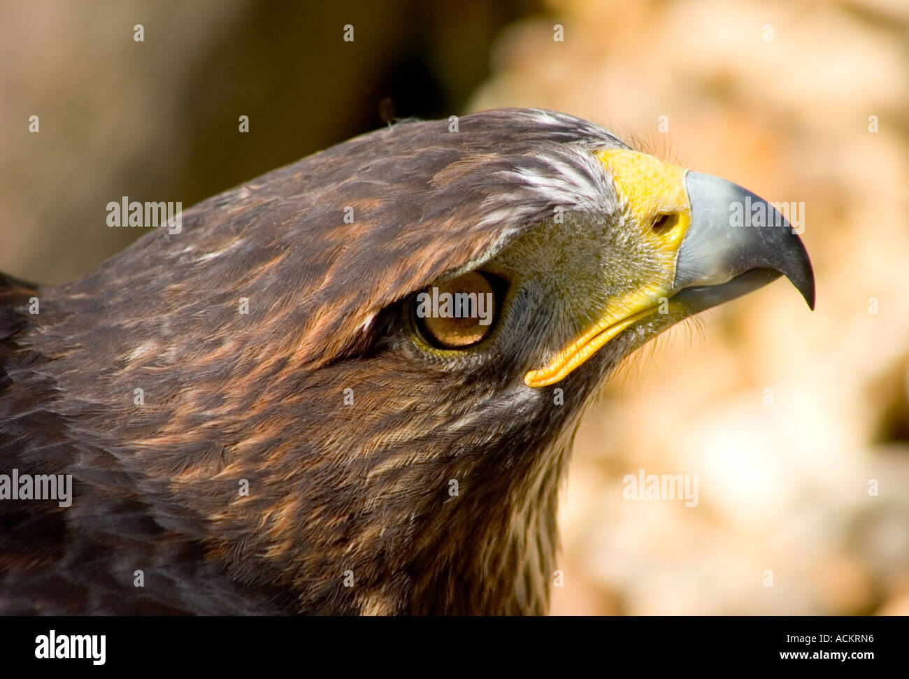 Hawk classification -Fotos und -Bildmaterial in hoher Auflösung – Alamy