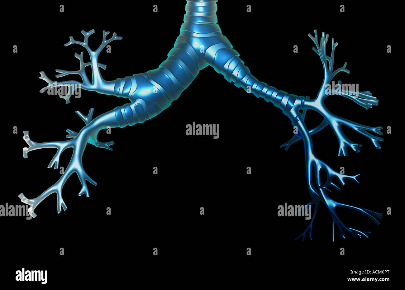 Bronchiole Alveoli Stockfotos und -bilder Kaufen - Alamy