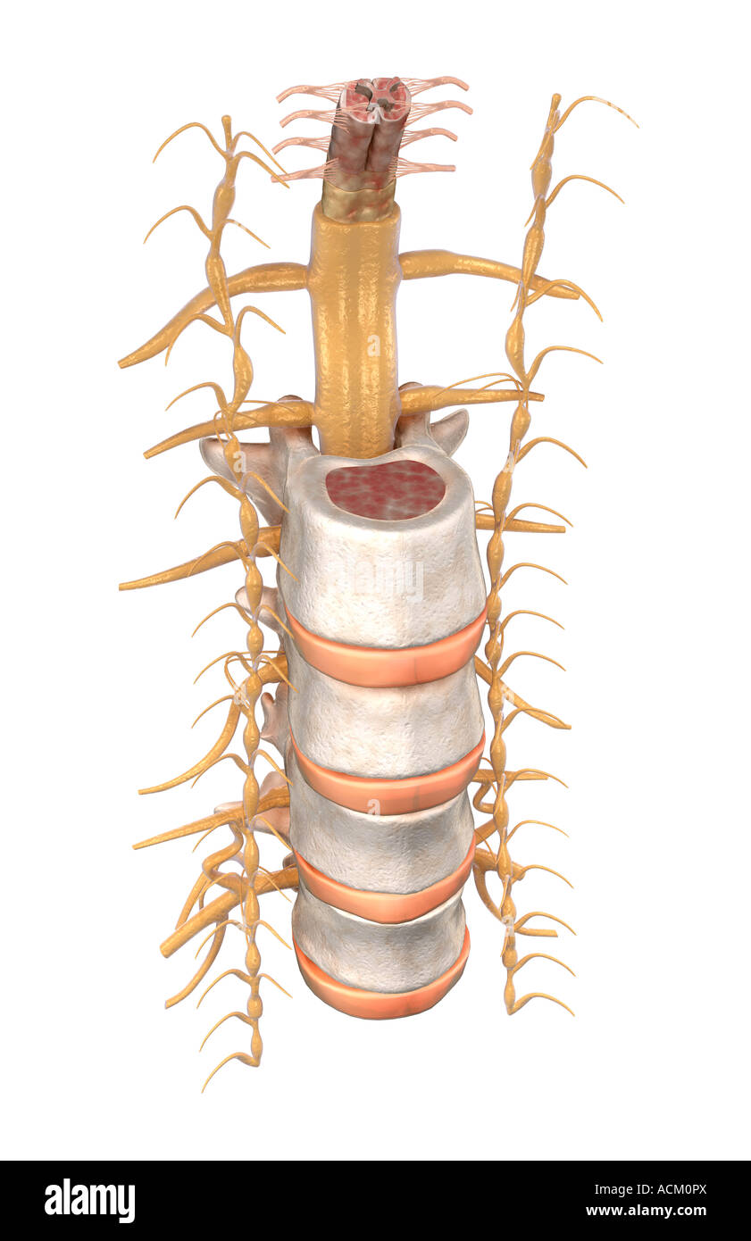 Sympathikus nerv rücken -Fotos und -Bildmaterial in hoher Auflösung – Alamy