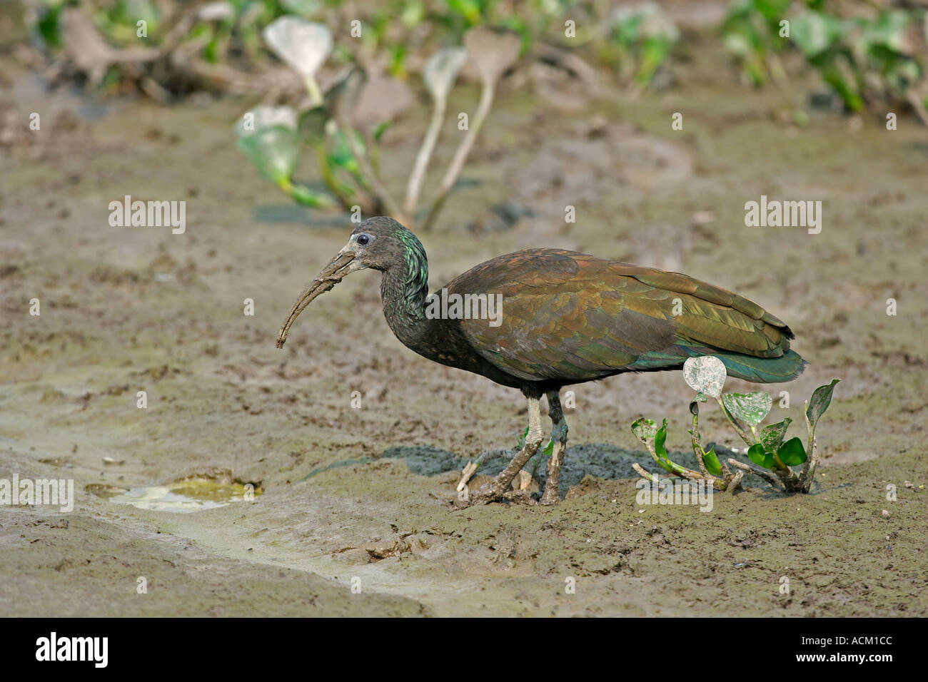 Green ibis mesembrinibis cayennensis -Fotos und -Bildmaterial in hoher ...