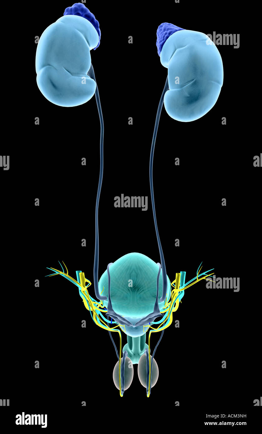 Der ureter und die prostata -Fotos und -Bildmaterial in hoher Auflösung ...
