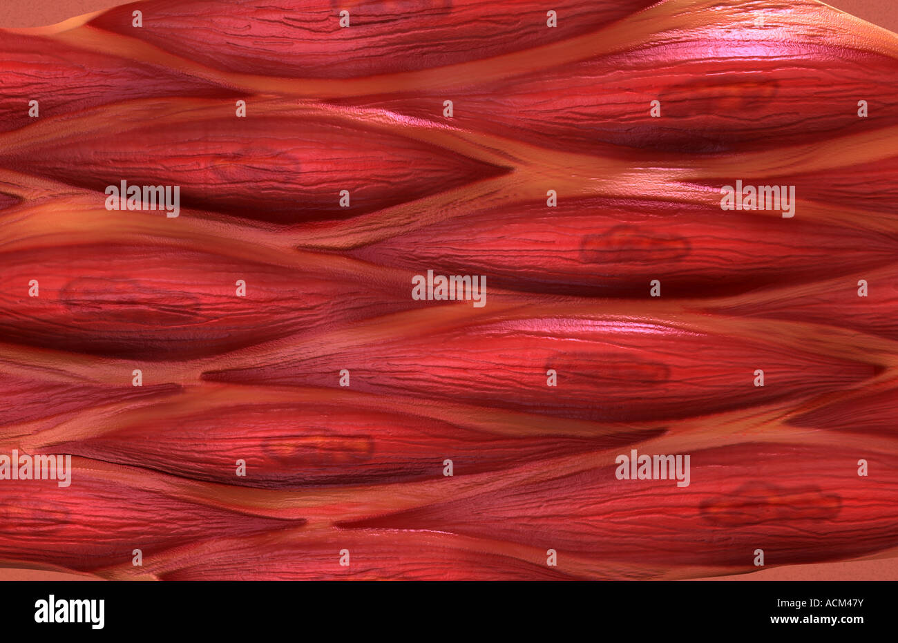Smooth muscle tissue -Fotos und -Bildmaterial in hoher Auflösung – Alamy