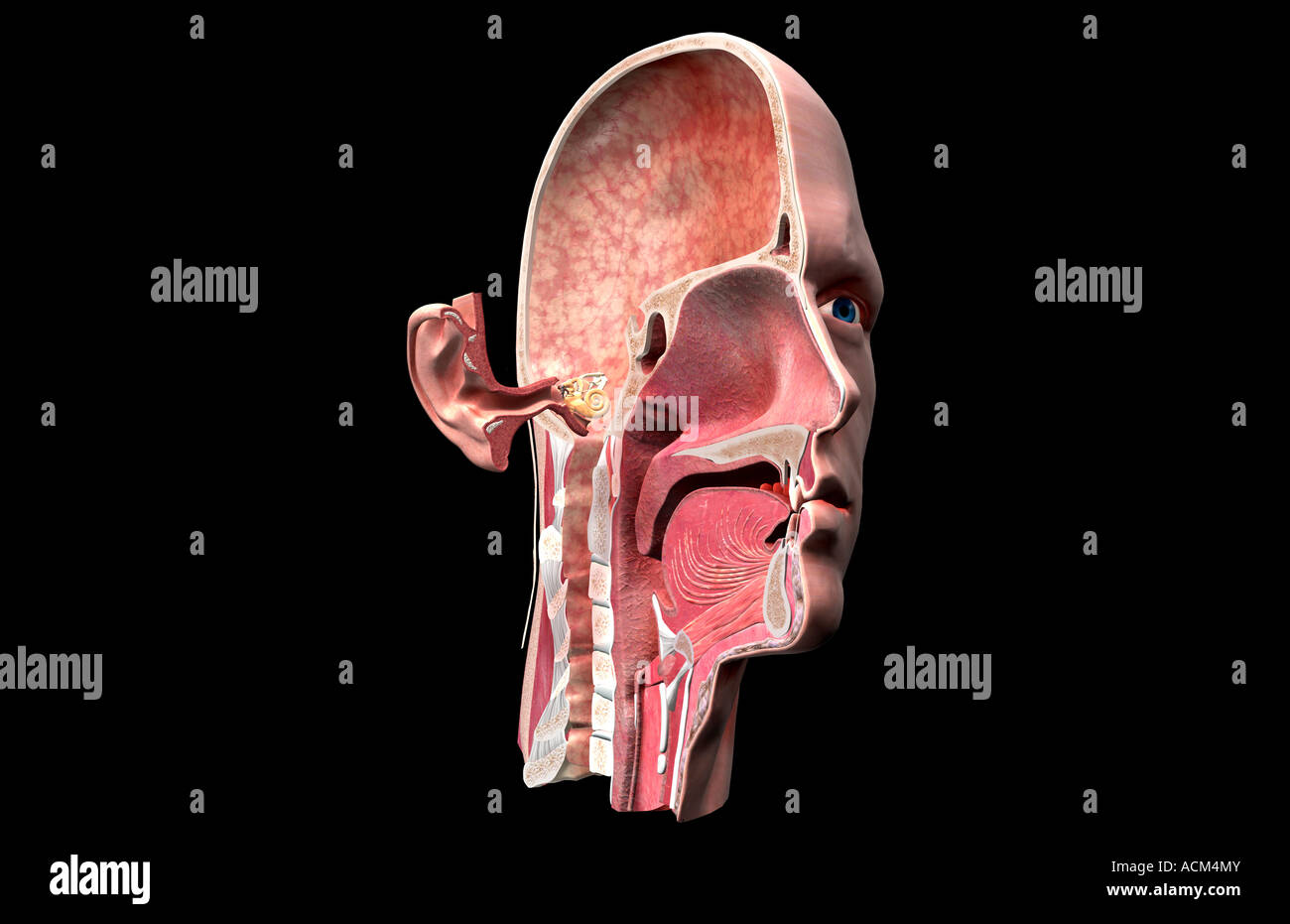 Anatomie des Ohrs Stockfotografie - Alamy