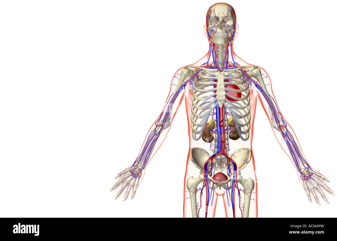Anatomia del sistema urinario Ausgeschnittene Stockfotos und -bilder ...