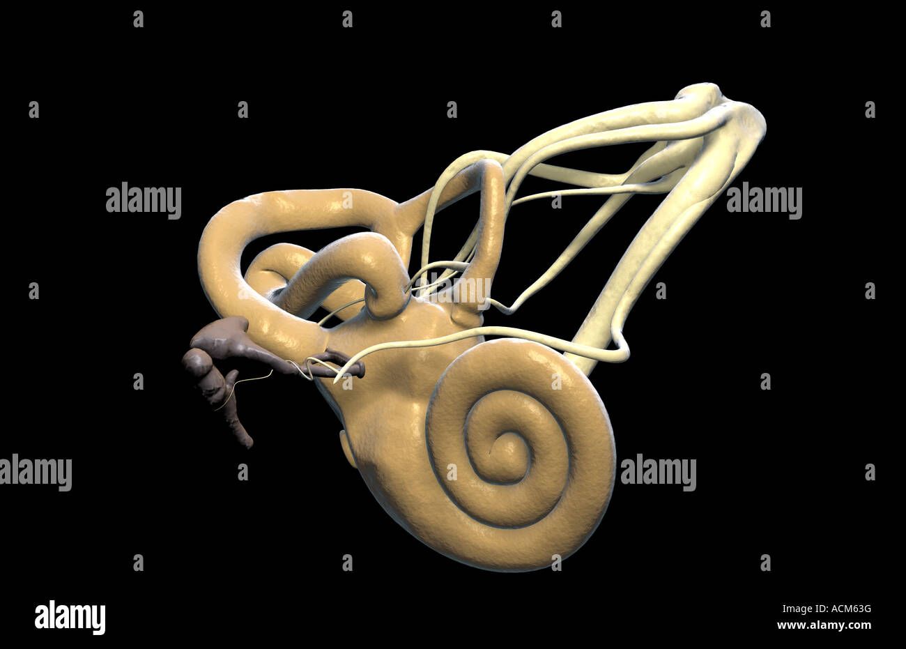 Nervio vestibular -Fotos und -Bildmaterial in hoher Auflösung – Alamy