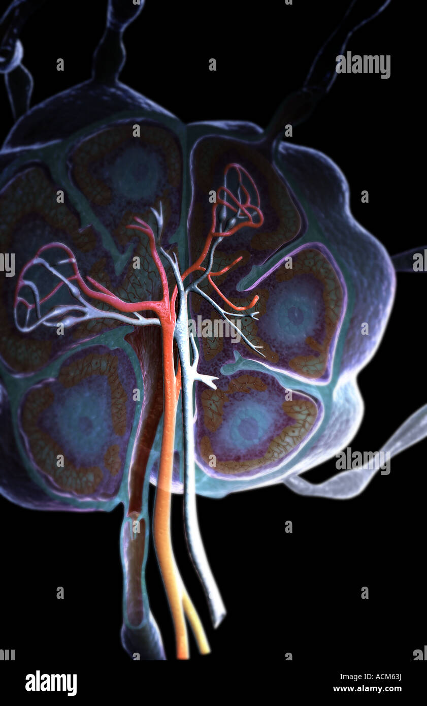 Lymph Node Stockfotos und -bilder Kaufen - Alamy