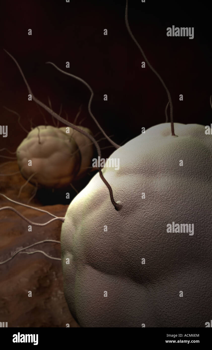 Gonorrhoe gonorrhoe -Fotos und -Bildmaterial in hoher Auflösung – Alamy