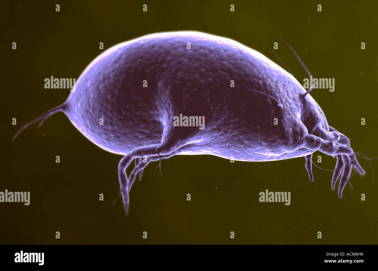 Dust mite -Fotos und -Bildmaterial in hoher Auflösung – Alamy