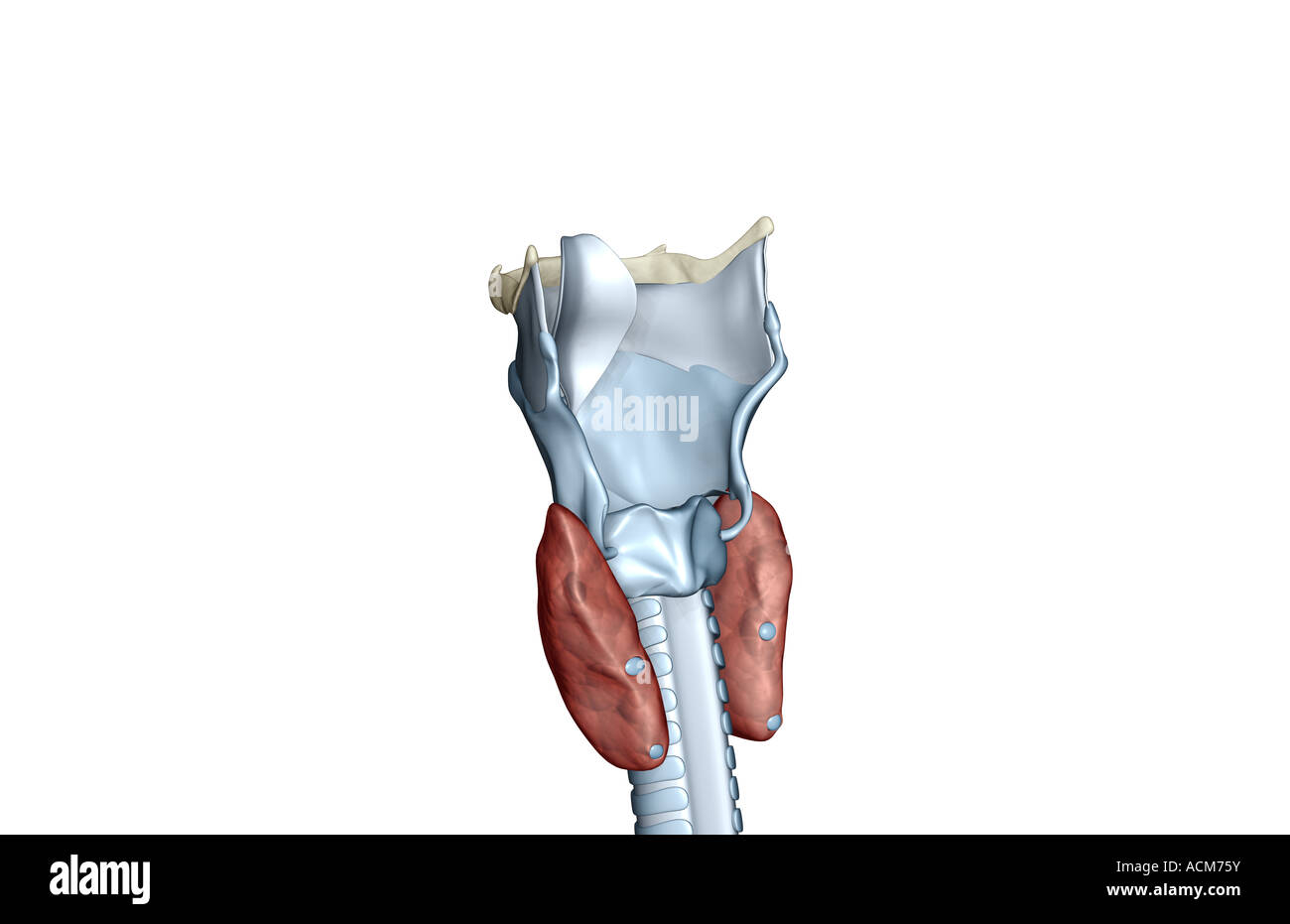 Tracheal cartilage -Fotos und -Bildmaterial in hoher Auflösung – Alamy