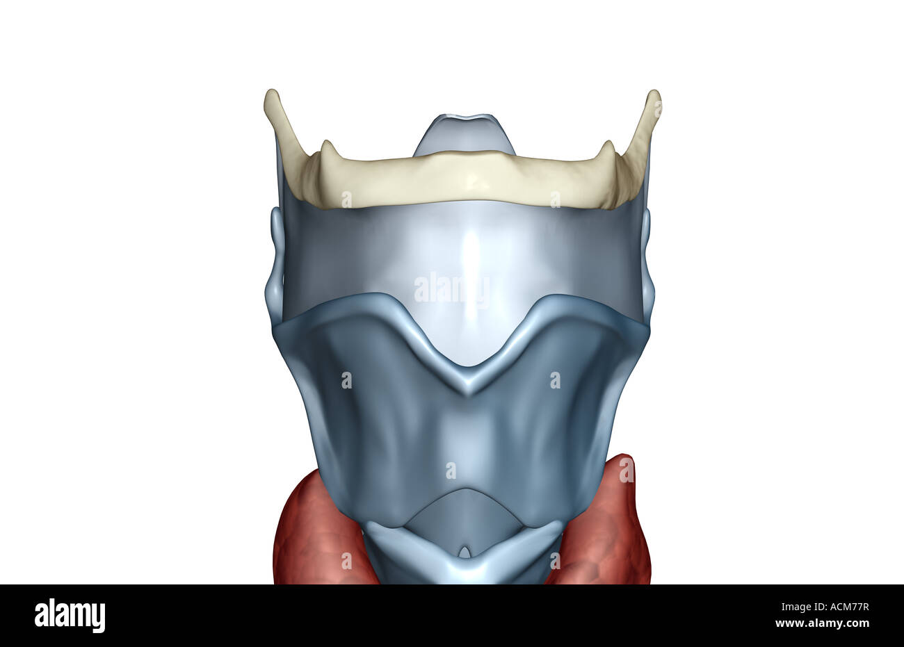 Cricoid cartilage -Fotos und -Bildmaterial in hoher Auflösung – Alamy