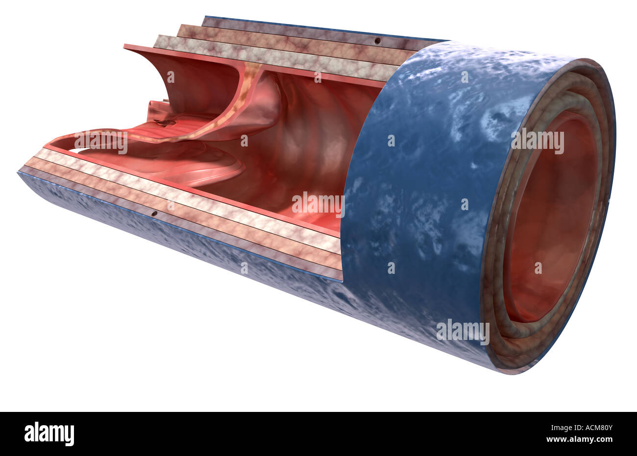 Estructura de los vasos sanguíneos Ausgeschnittene Stockfotos und ...