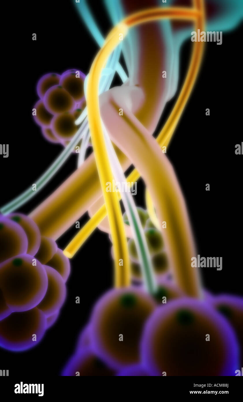 Bronchiole alveoli -Fotos und -Bildmaterial in hoher Auflösung – Alamy