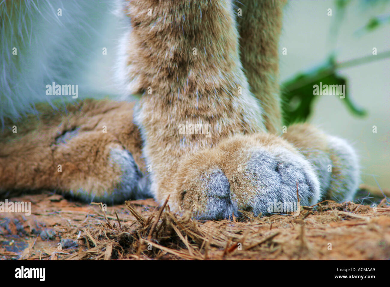 Luchs fuß -Fotos und -Bildmaterial in hoher Auflösung – Alamy