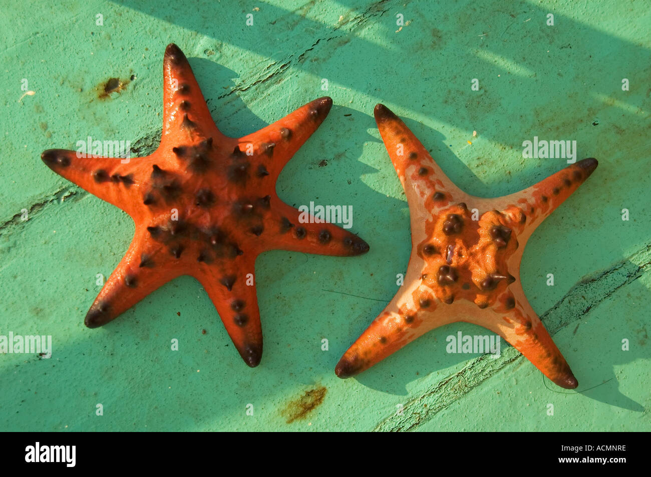 Korb seesterne -Fotos und -Bildmaterial in hoher Auflösung – Alamy