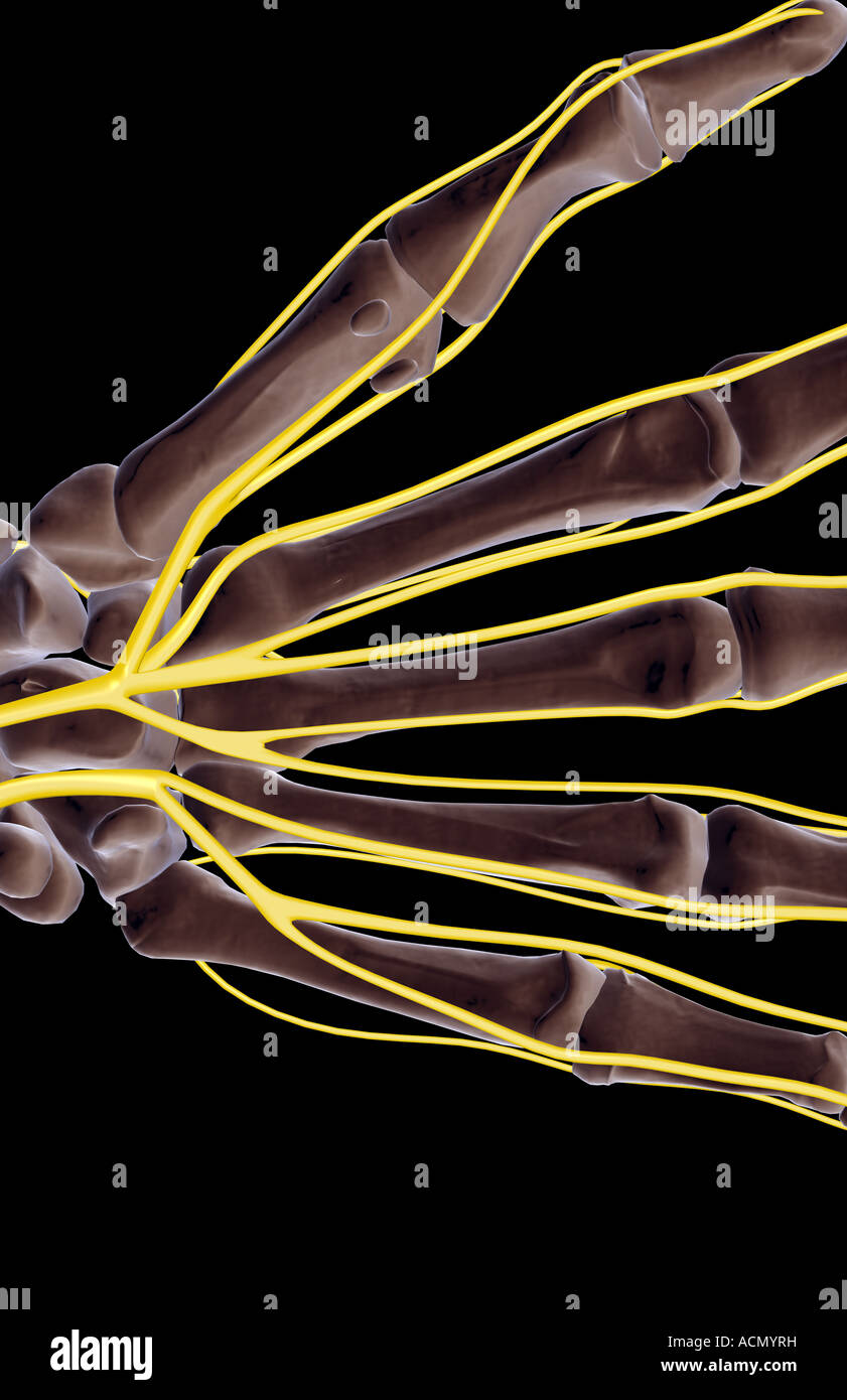 Ulnar Nerve Stockfotos & Ulnar Nerve Bilder - Alamy
