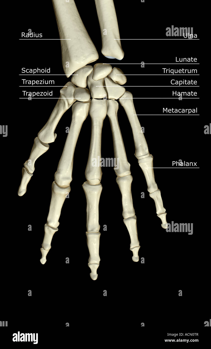 Skelett mit beschrifteter anatomie hand -Fotos und -Bildmaterial in ...