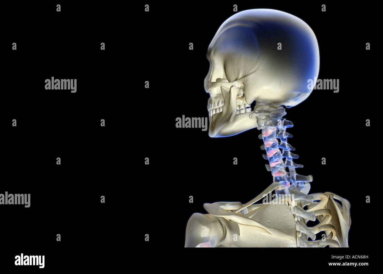 Die Knochen des Kopfes und des Halses Stockfotografie - Alamy
