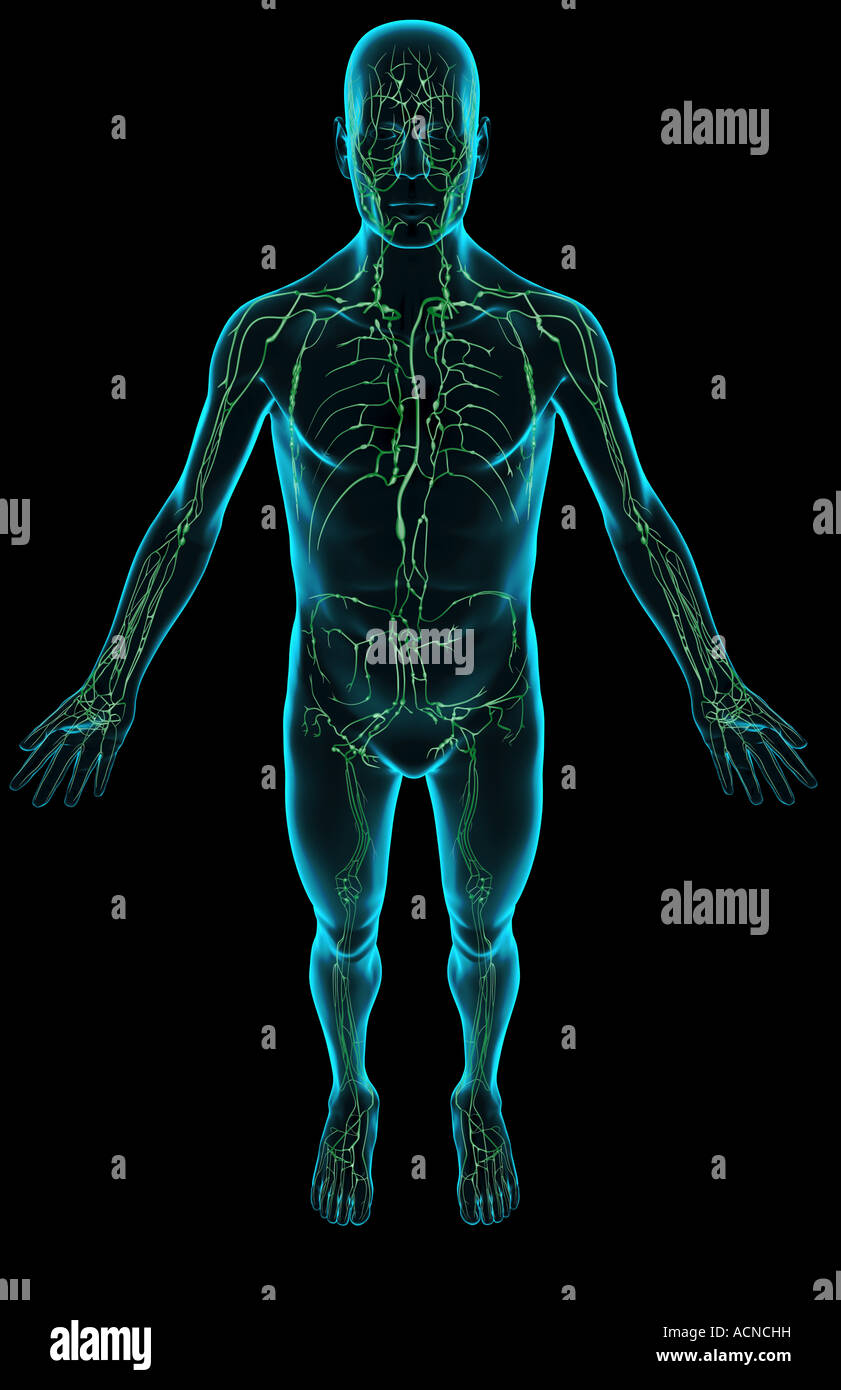 Ductus lymphaticus thoracicus -Fotos und -Bildmaterial in hoher ...