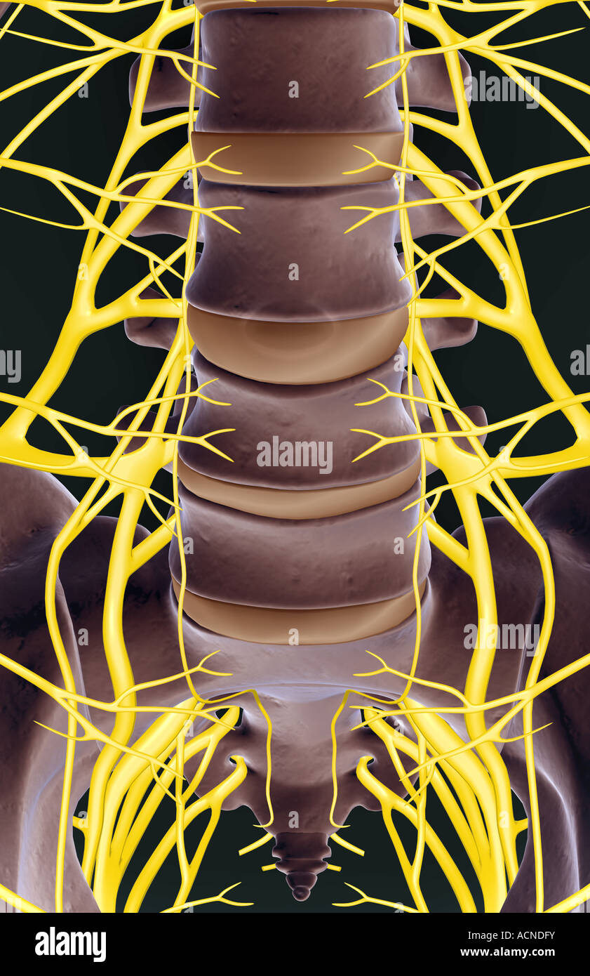 Plexus Lumbosacralis Stockfotos und -bilder Kaufen - Alamy