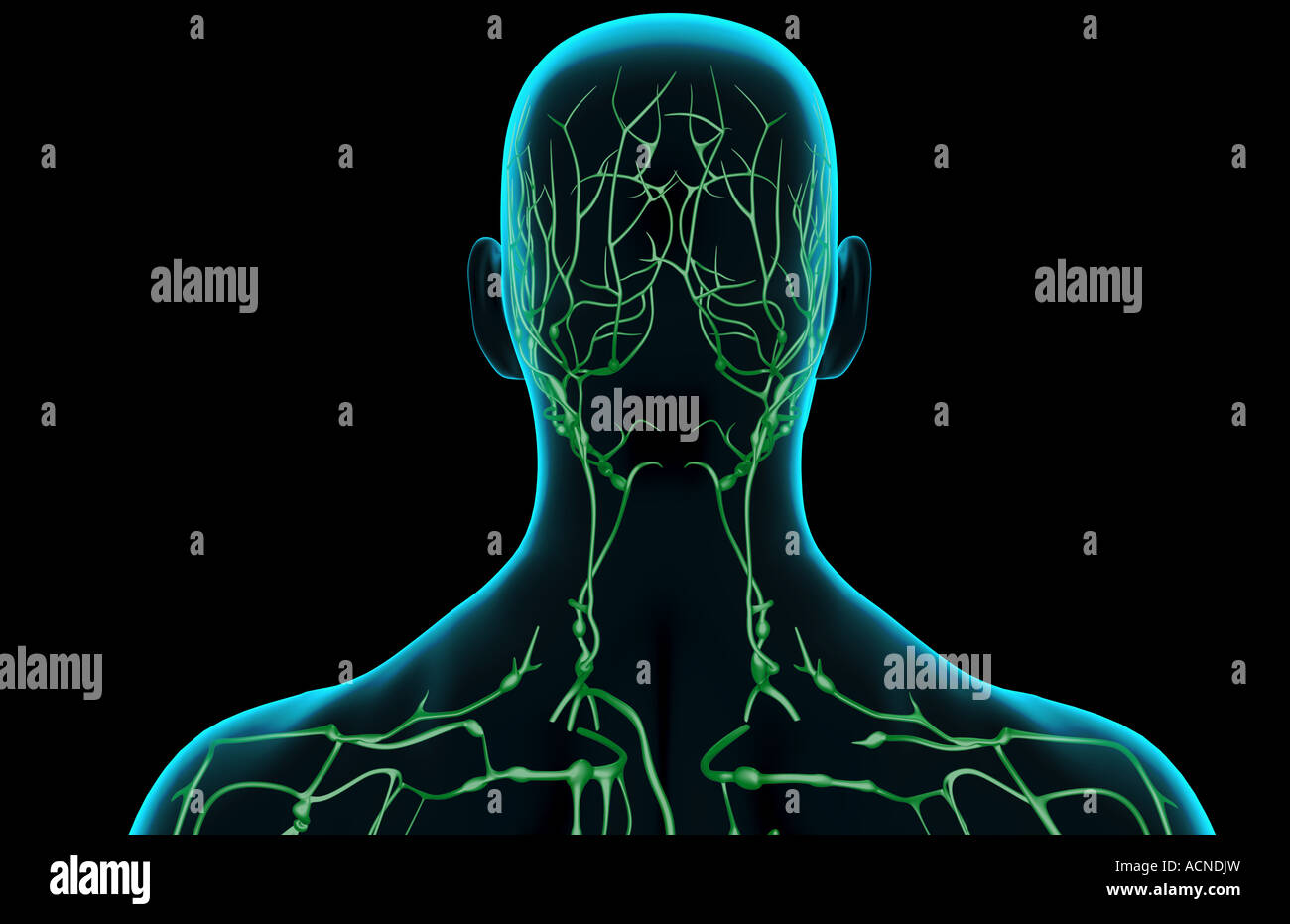 Cervical Lymph Nodes Stockfotos und -bilder Kaufen - Alamy
