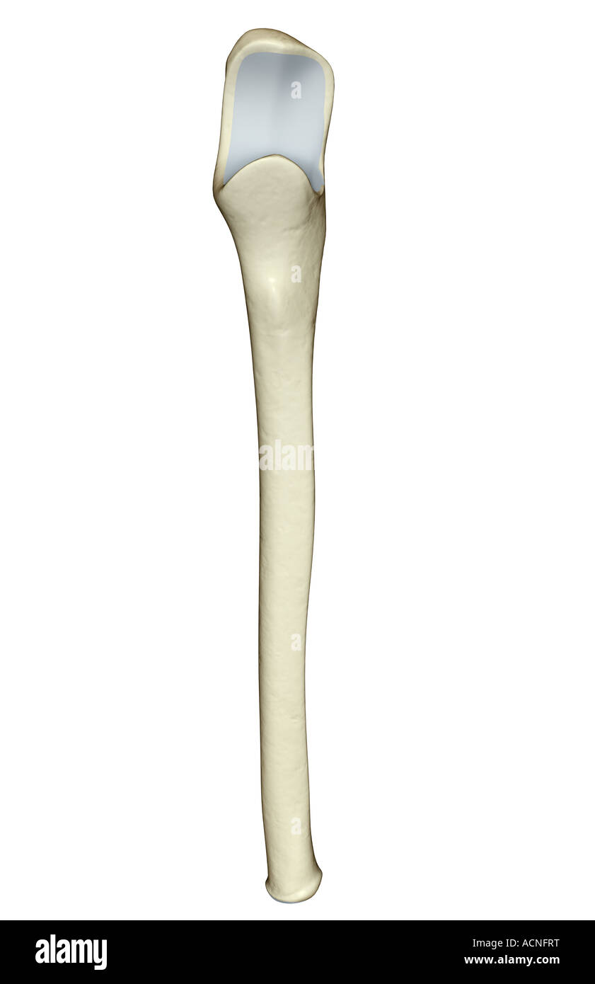 Ulna anatomie -Fotos und -Bildmaterial in hoher Auflösung - Seite 4 - Alamy
