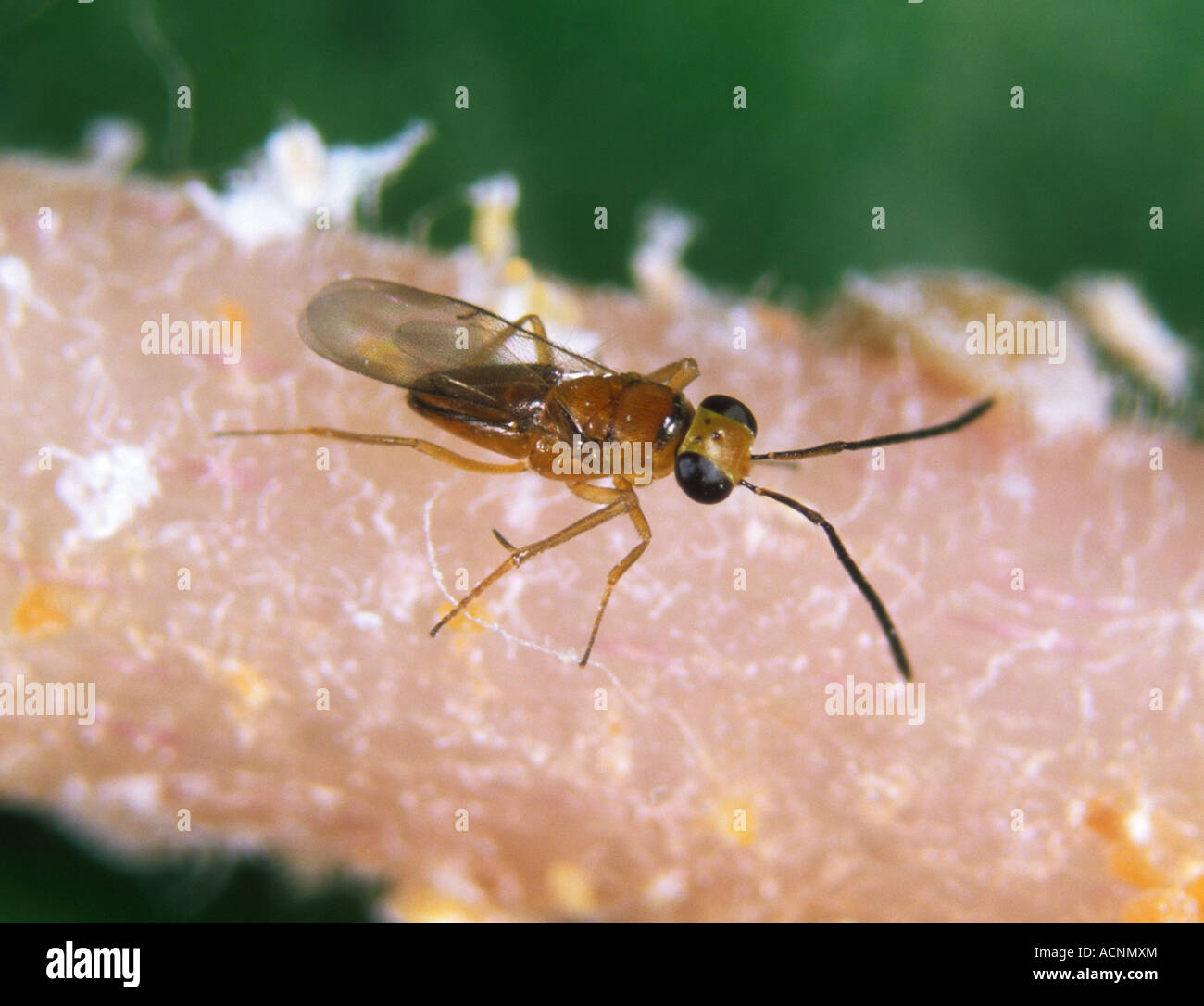 Parastoide wespe -Fotos und -Bildmaterial in hoher Auflösung – Alamy