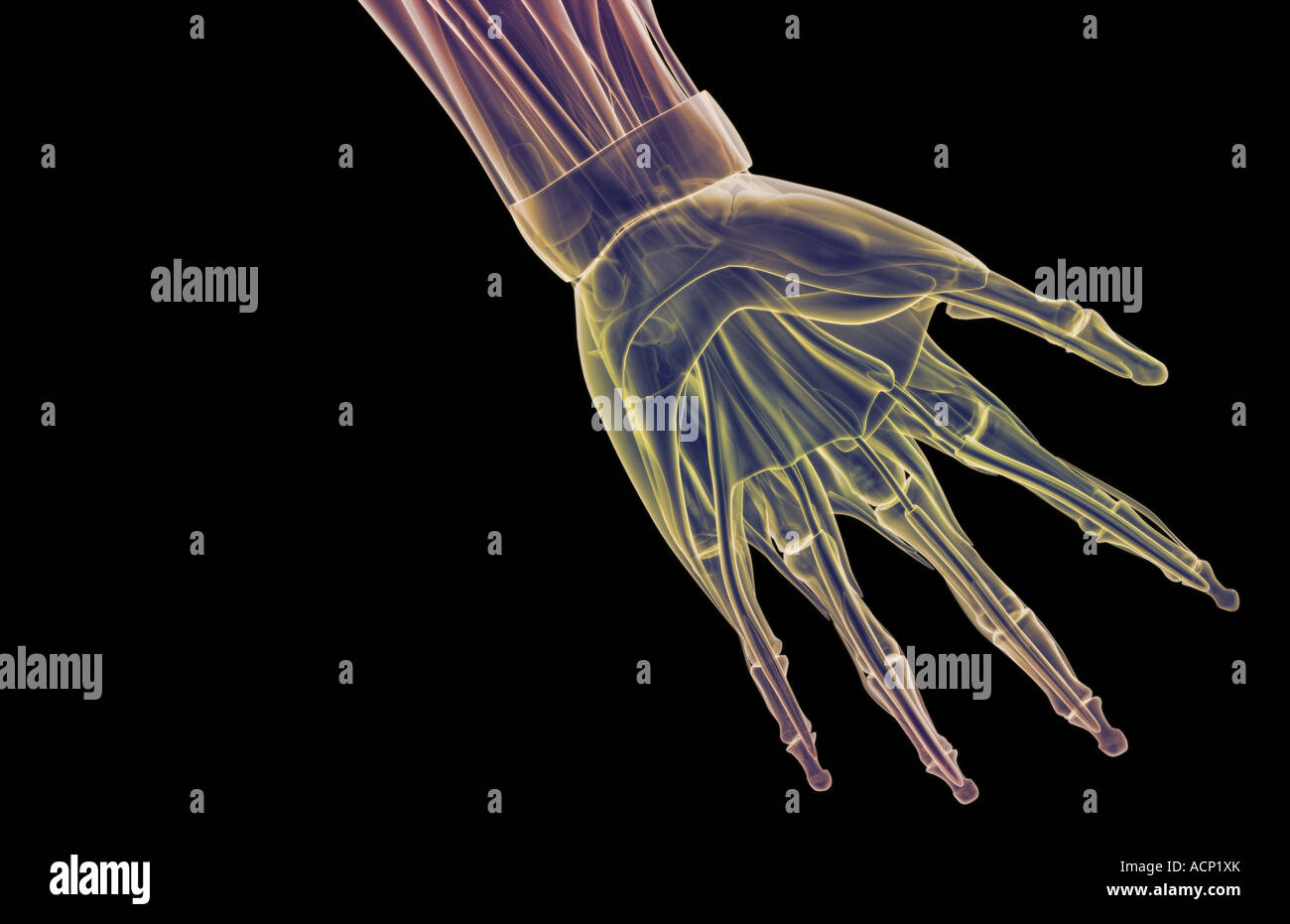 Skelett hand palmar -Fotos und -Bildmaterial in hoher Auflösung – Alamy